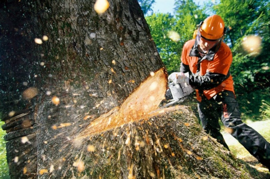 How to Cut Down a Tree With a Chainsaw - Tools n Goods